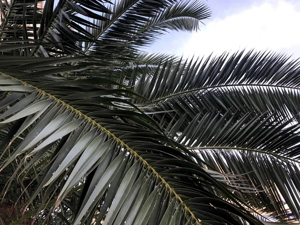 Paisaje palmera selva fotos de stock, imágenes de Paisaje palmera selva ...