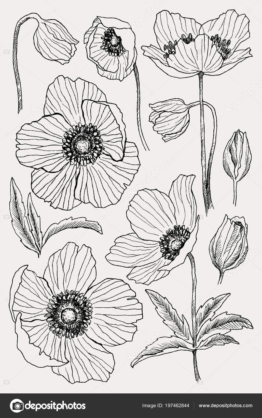 Anemone Flower Drawing