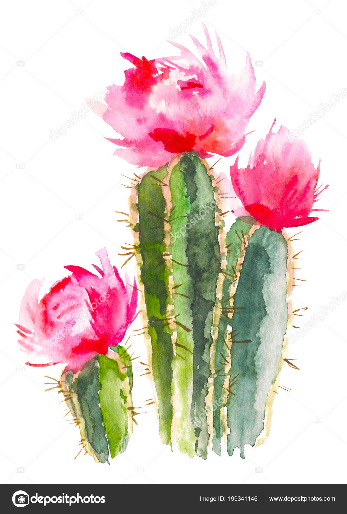 Watercolor hand drawn cactus, succulent isolated on white background ...