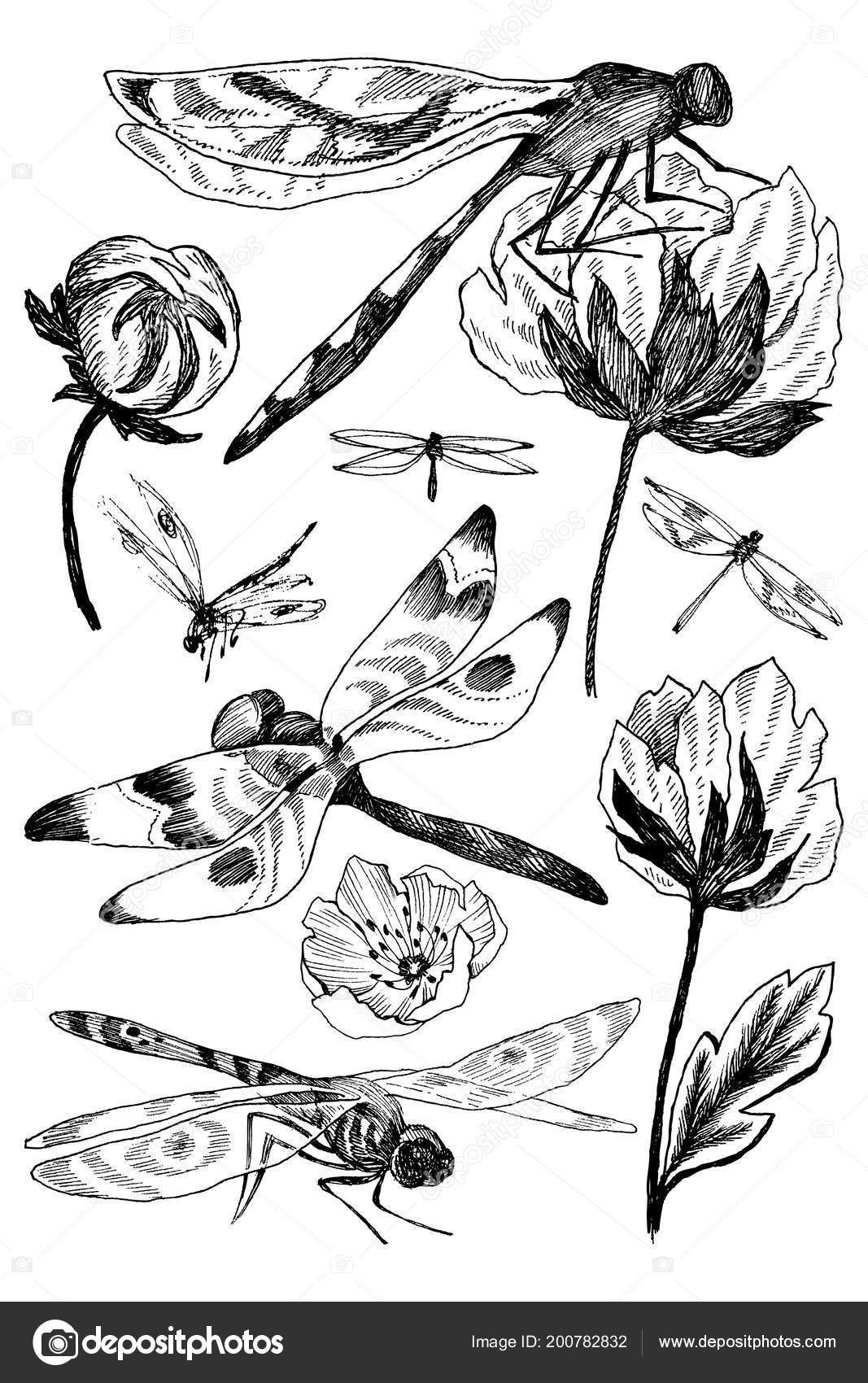 Dragonfly And Flower Drawings