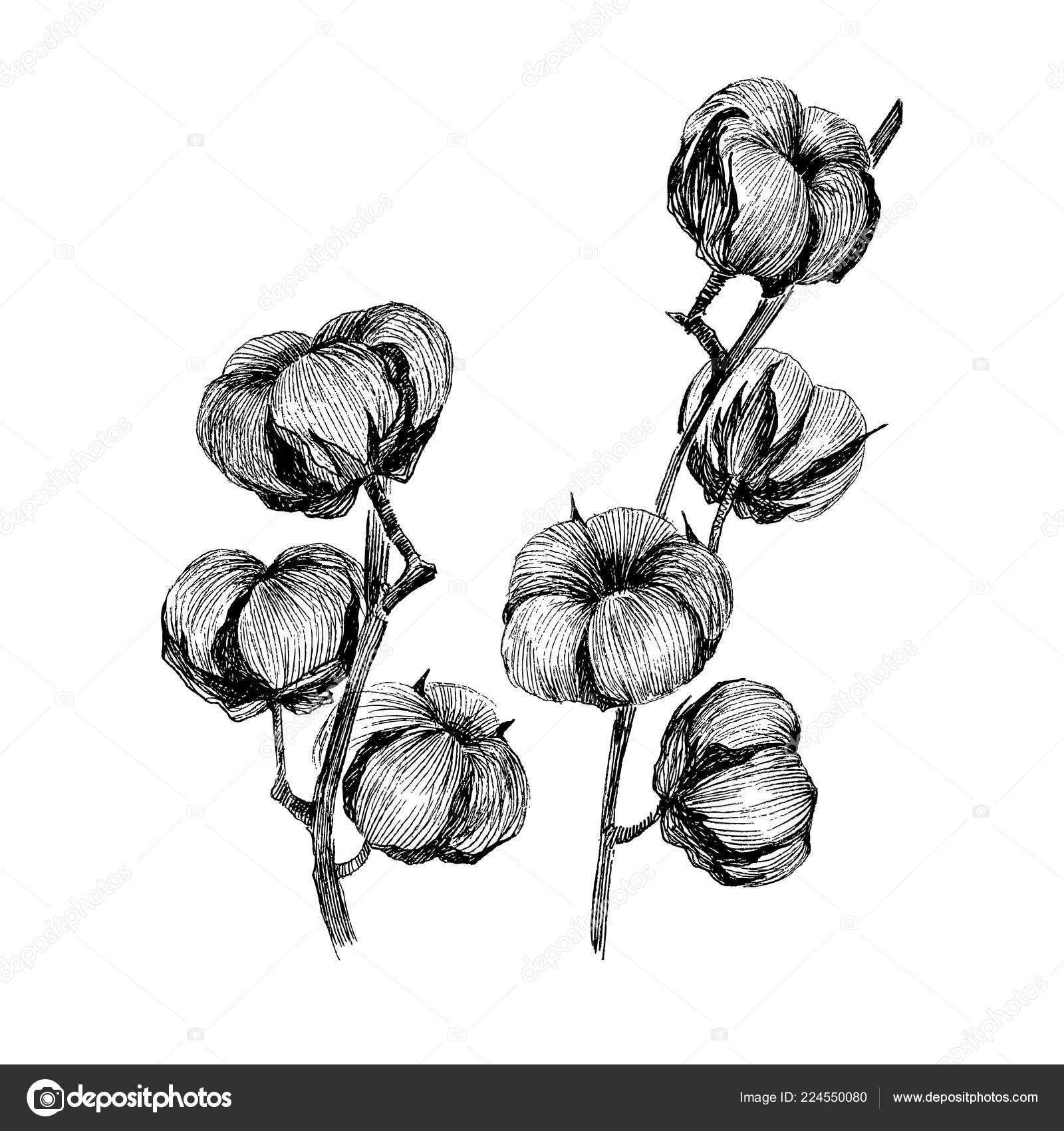 Cotton Plant Drawing