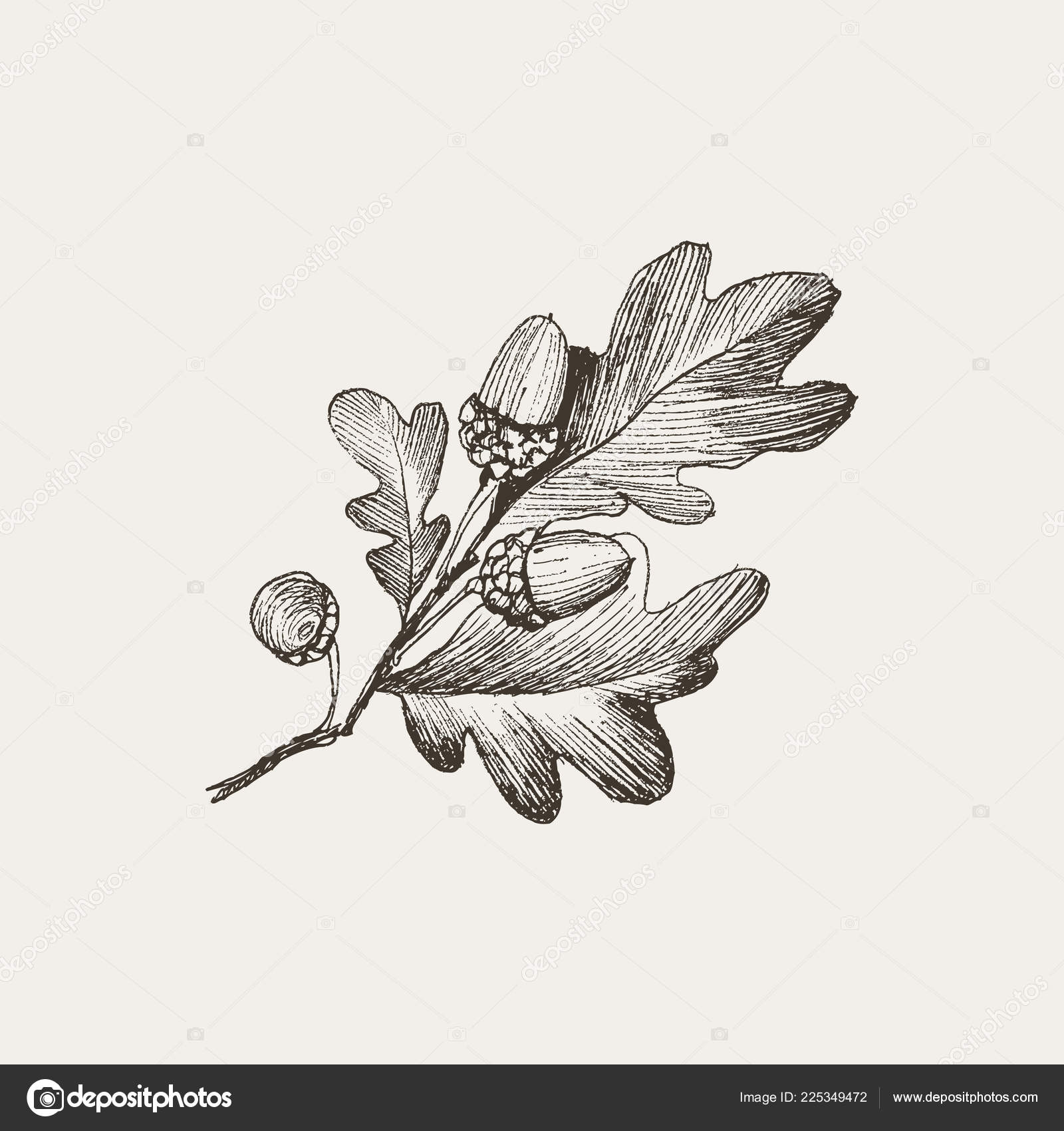 Eichengravur isoliert auf cremefarbenem Hintergrund. Detaillierte ...