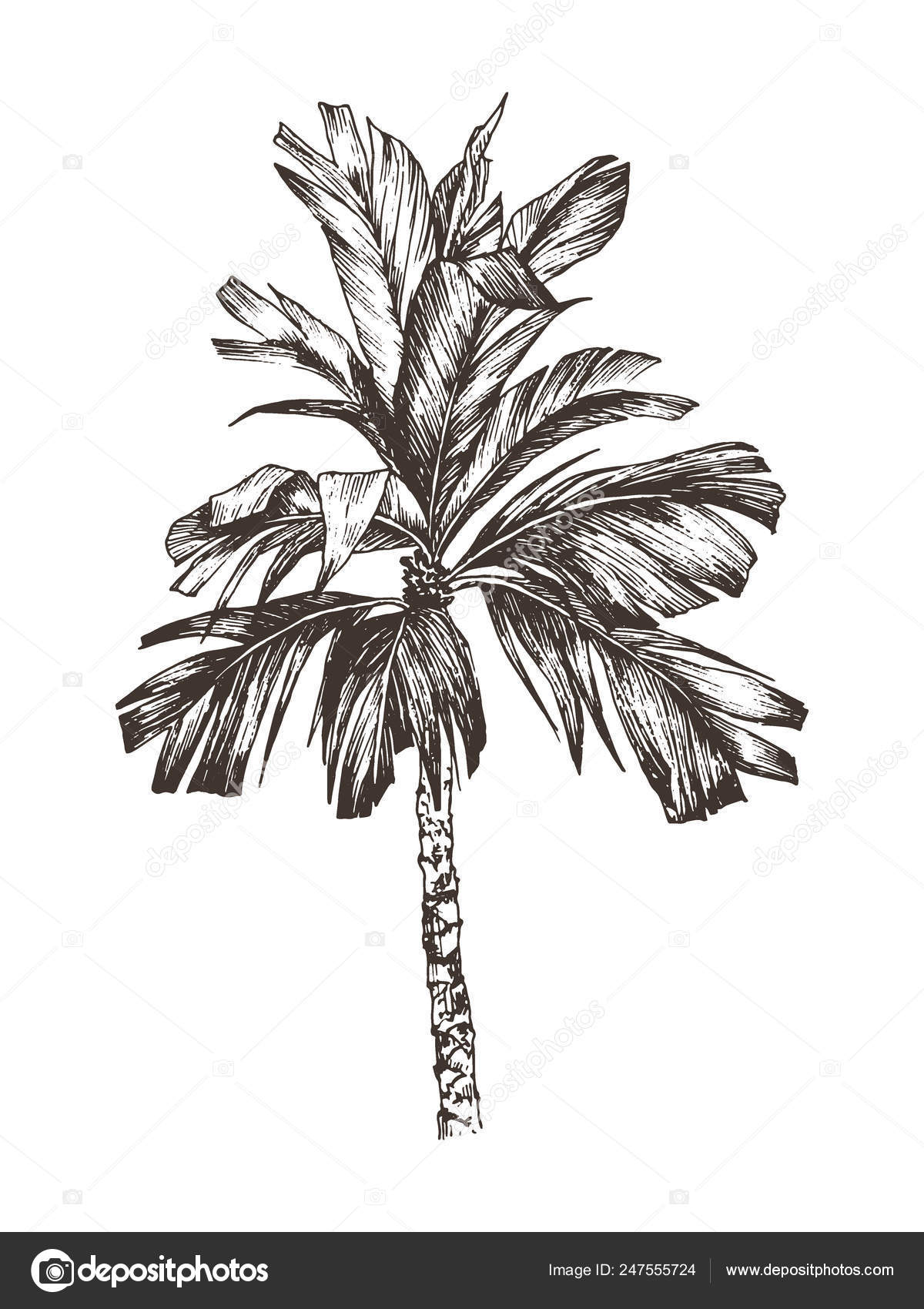 Palm Trees Drawing Black And White