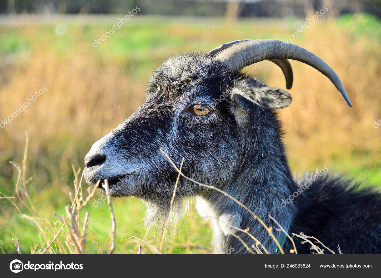 Gray Goat Grazes Meadow Close — Stock Photo © andov #246083524