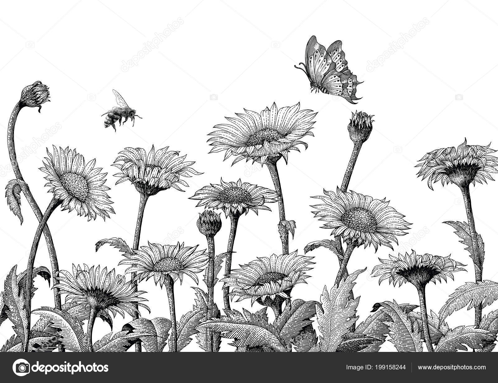 Field Of Daisies Vintage