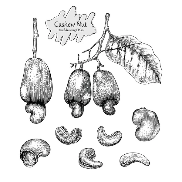 Cashew Tree Drawing