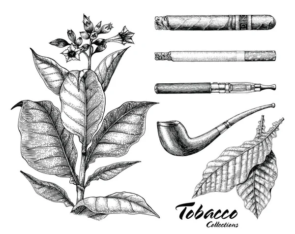 Tobacco sketch Stock Photos, Royalty Free Tobacco sketch Images ...