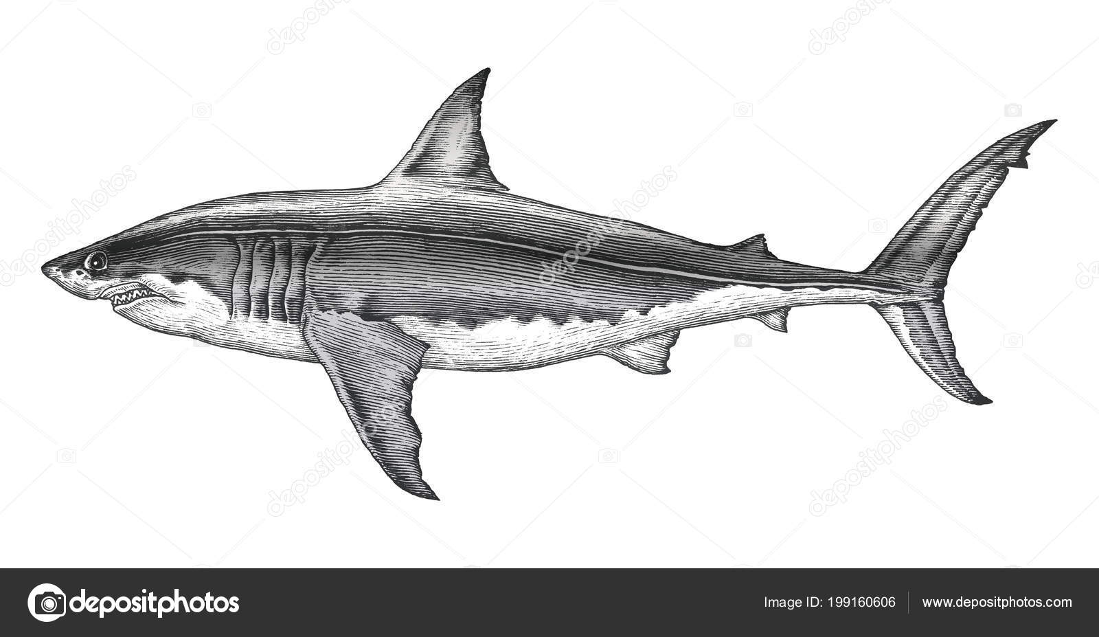 Dessins De Grand Requin Blanc Requin Images Vectorielles Gratuites