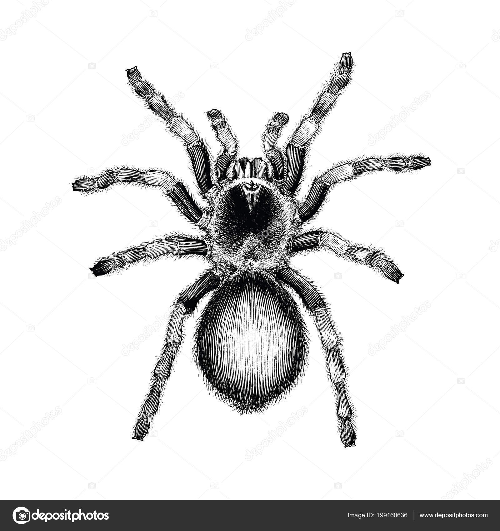Tarantula Spider Hand Drawing Vintage Engraving Illustration Tarantula ...