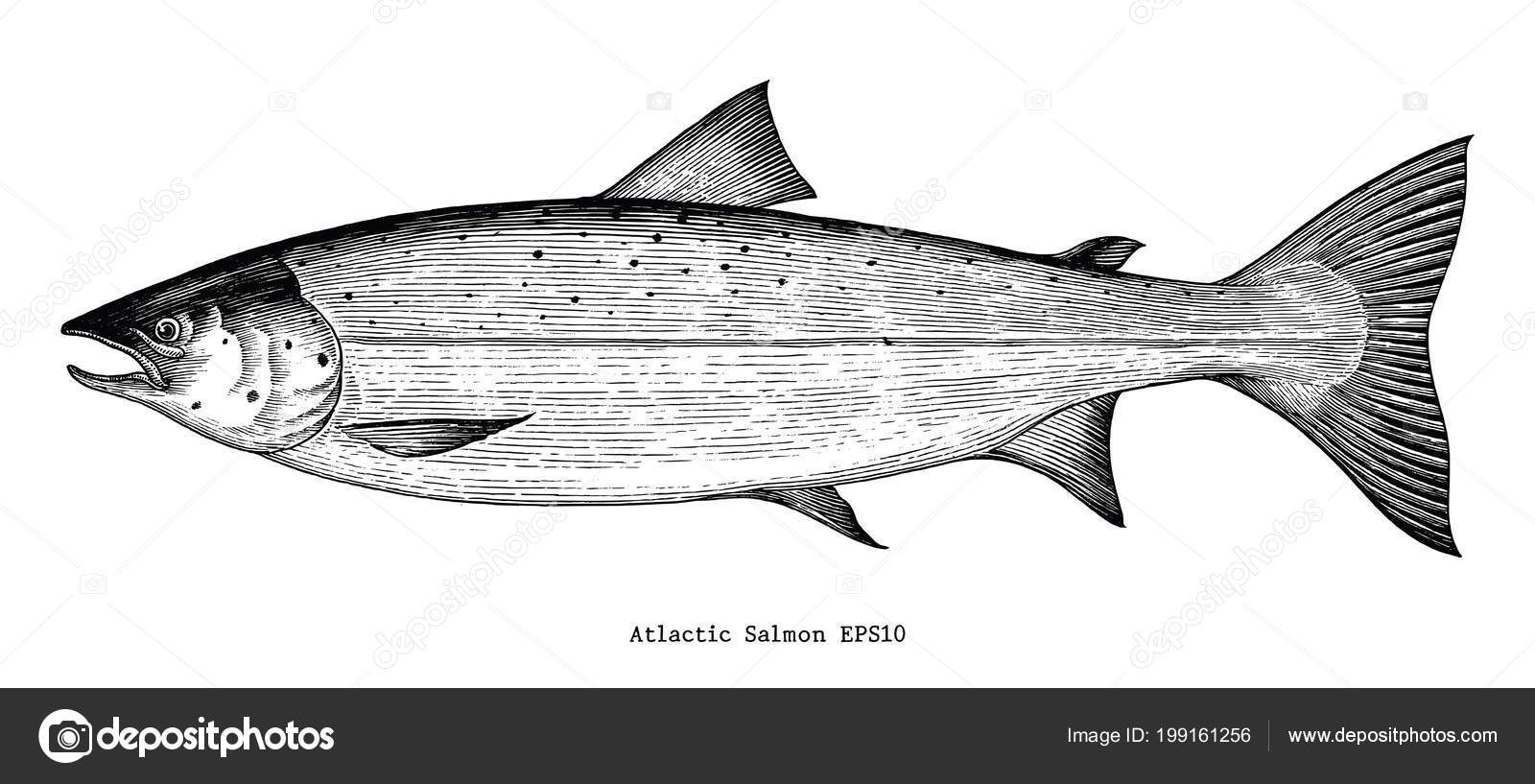 Atlantic Salmon Drawing