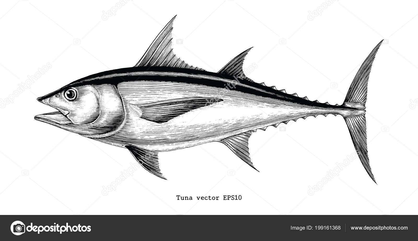 Tuna Fish Hand Drawing Vintage Engraving Illustration Stock ...