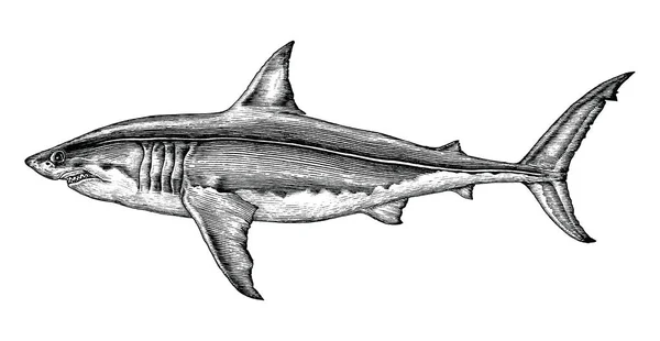 Croquis de requin Stock Photos, Royalty Free Croquis de requin Images ...