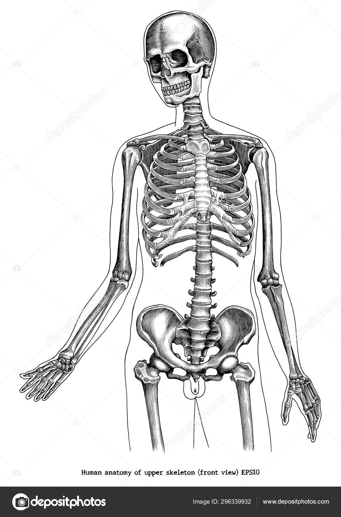 Human Upper Body Outline Drawing