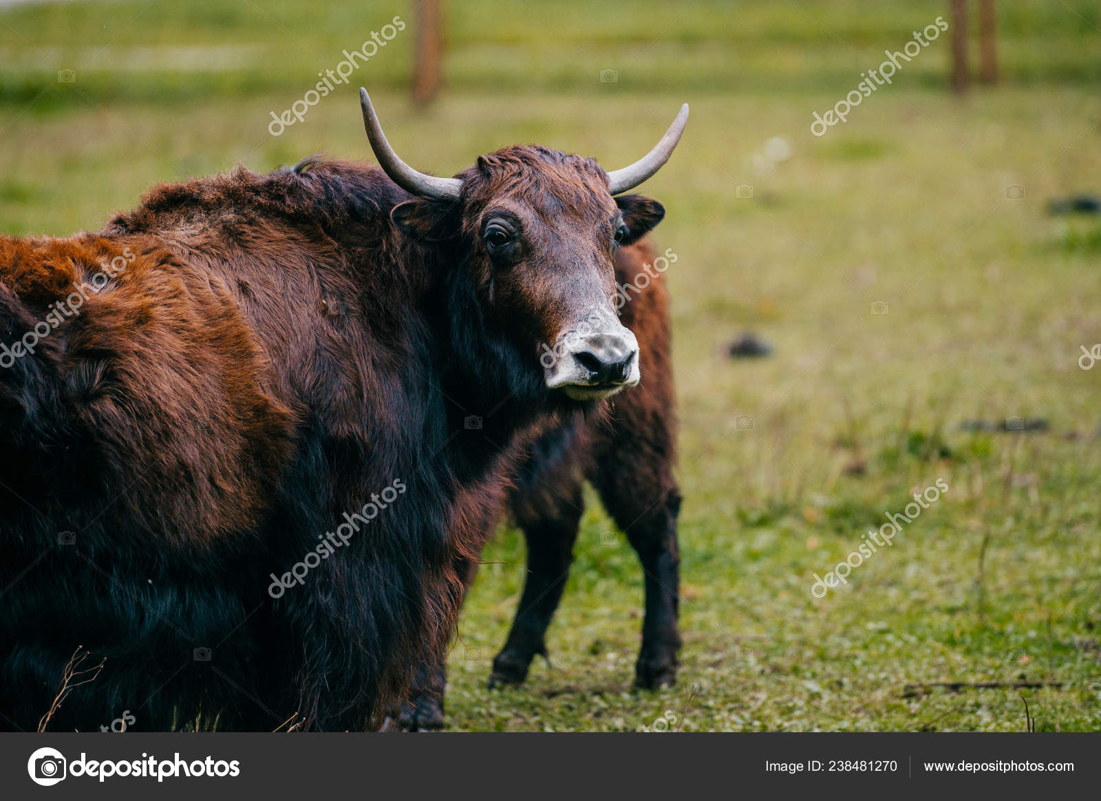 Yak Cow Hybrid