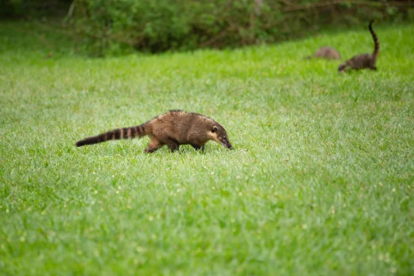 Coati de nosed blanco fotos de stock, imágenes de Coati de nosed blanco ...