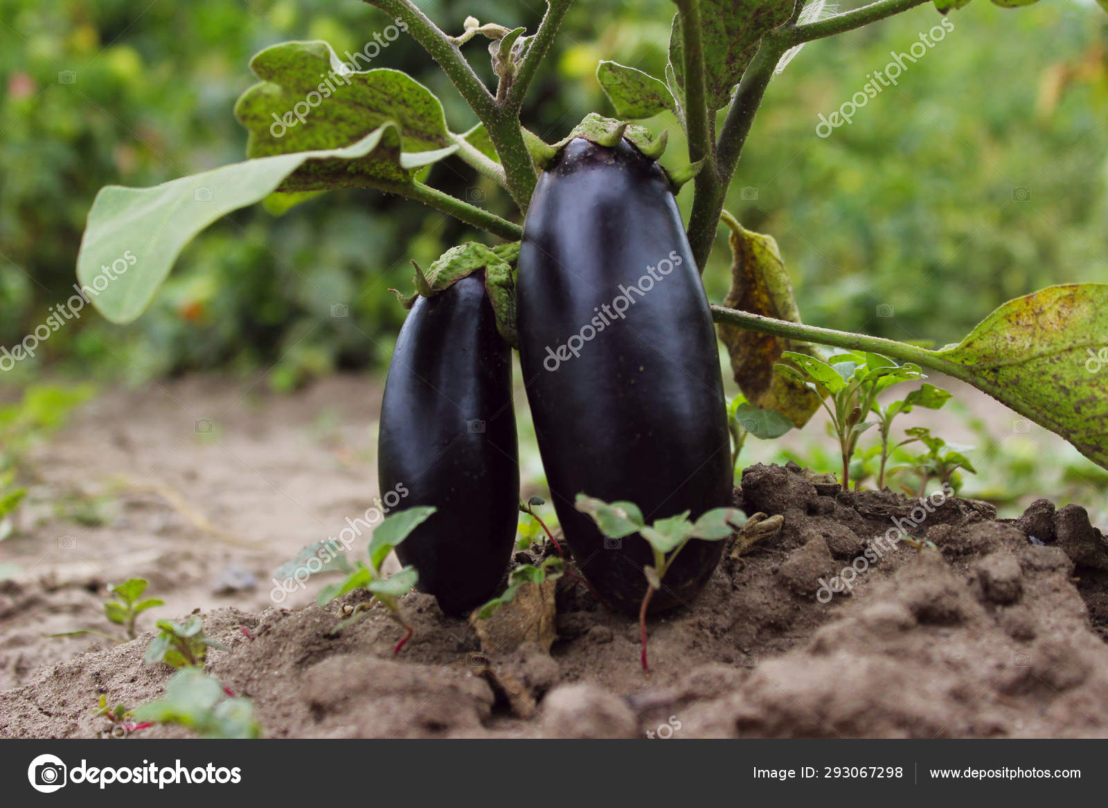 Eggplant Farm