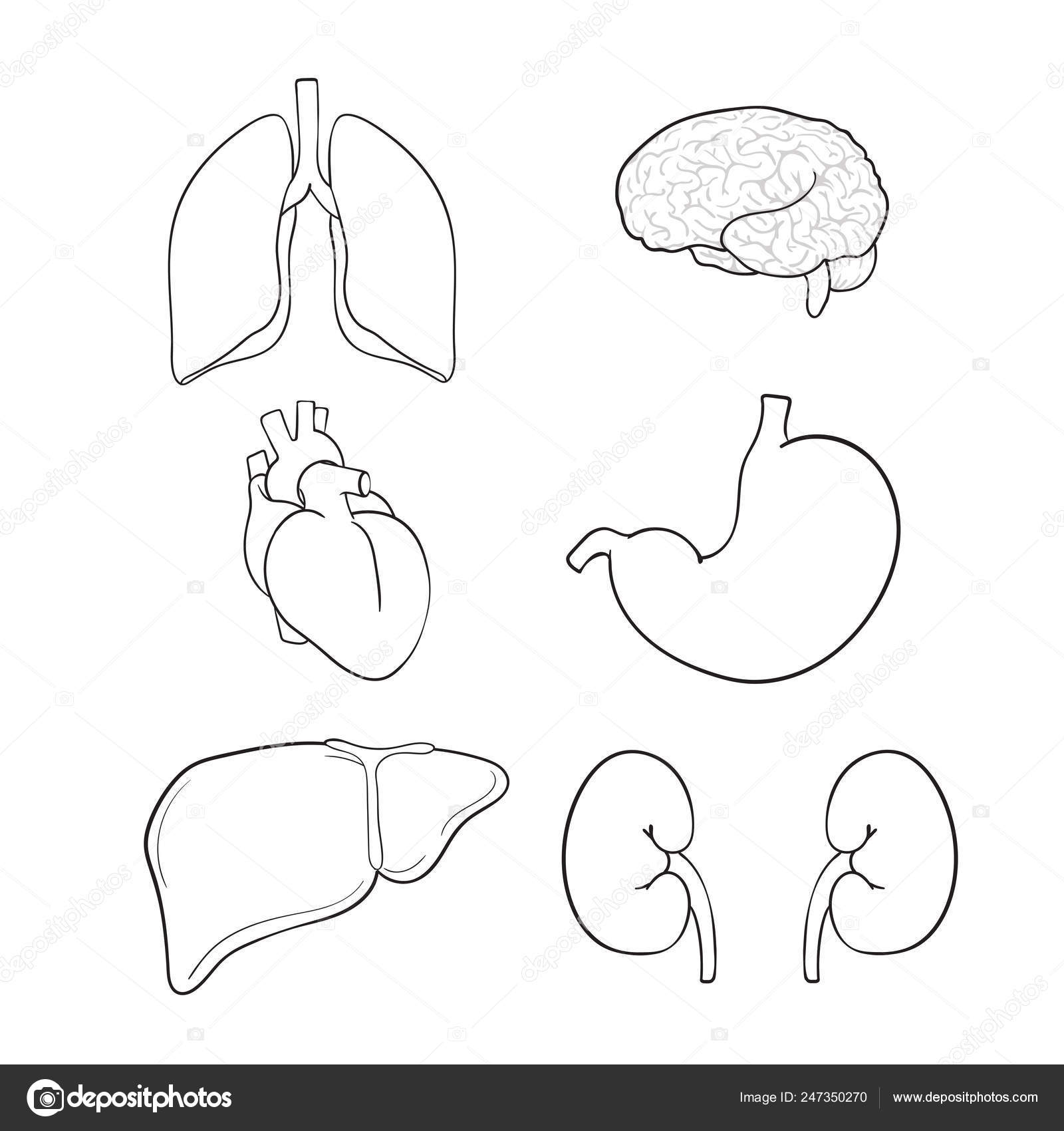 Outline Vector Organs White Background Brain Heart Lungs Stomach ...