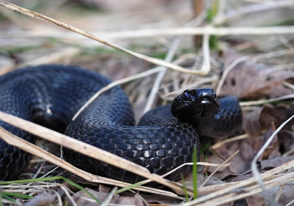 Black adder Stock Photos, Royalty Free Black adder Images | Depositphotos