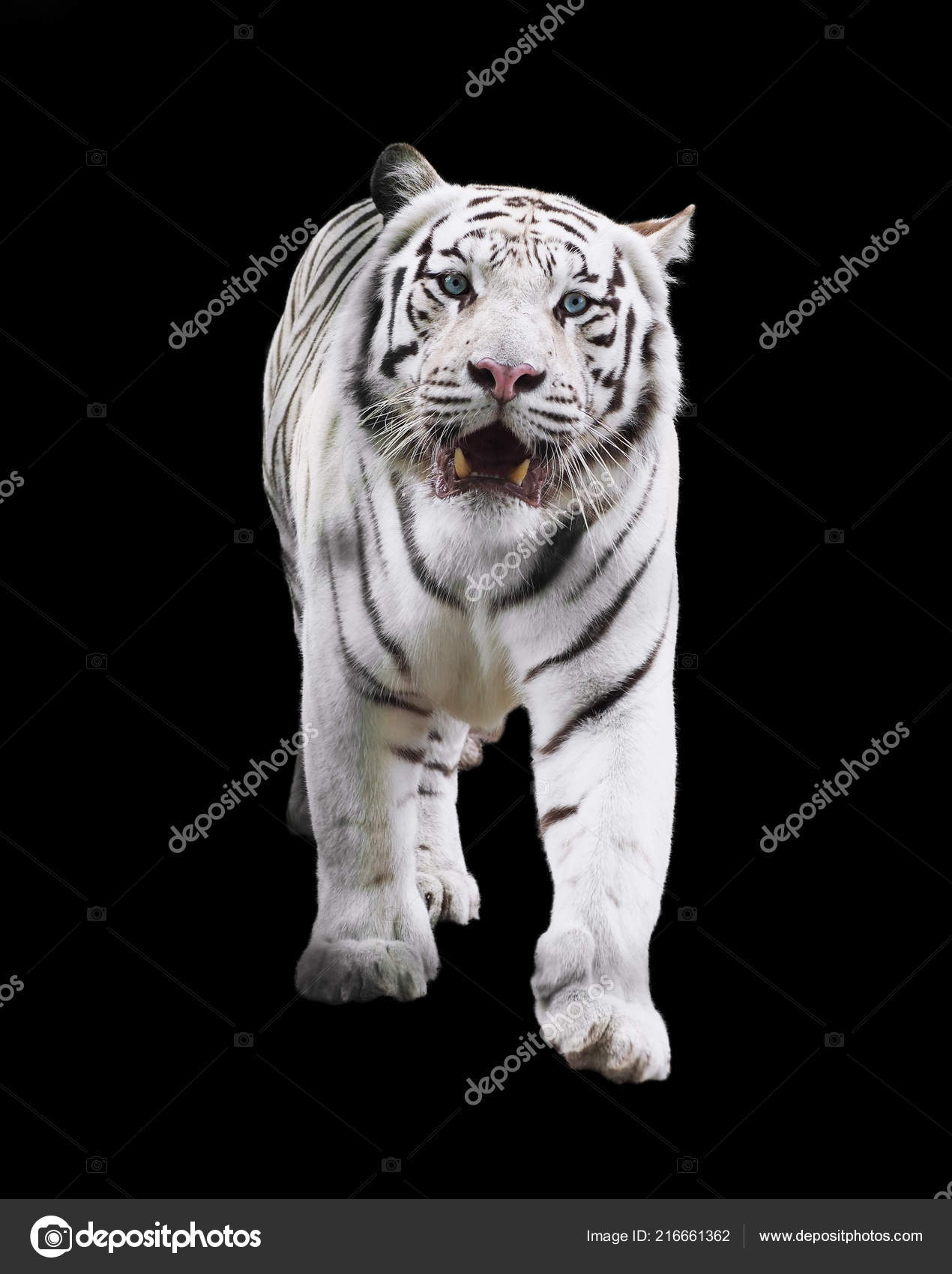 White Tiger Standing Looking Forward Isolated Black — Stock Photo ...