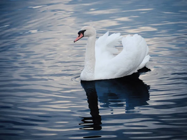 Cygne blanc images libres de droit, photos de Cygne blanc | Depositphotos