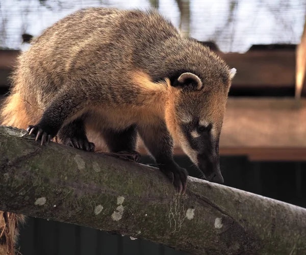 Lev zoo Stock Photos, Royalty Free Lev zoo Images | Depositphotos