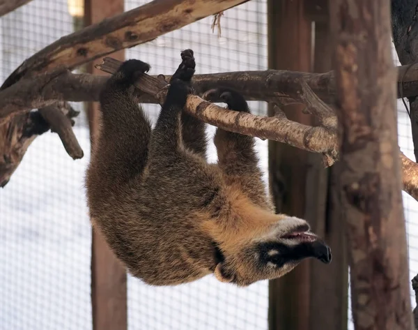 Canada maki Stock Photos, Royalty Free Canada maki Images | Depositphotos