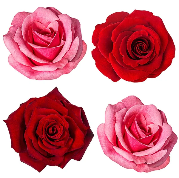 Art deco roses Stock Photos, Royalty Free Art deco roses Images ...