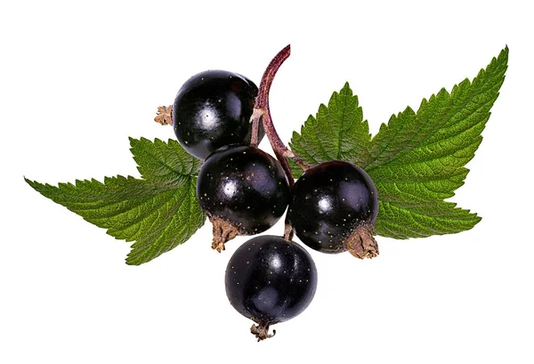 Frutas negras Stock Photos, Royalty Free Frutas negras Images ...