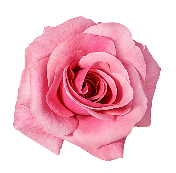 Hot Pink Rose Png