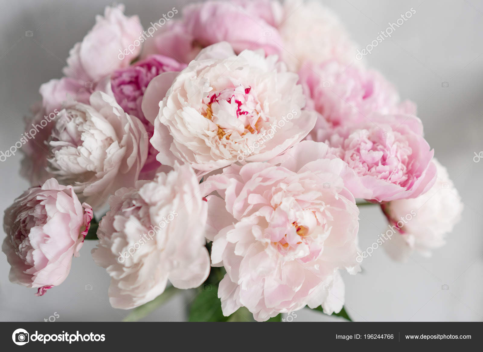 Cute and lovely peony. many layered petals. Bunch pale pink peonies ...