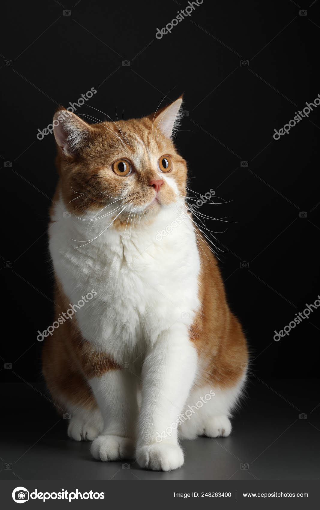 Red male cat, walking towards camera, isolated in black — Stock Photo ...