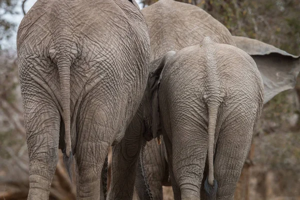 African bush elephant Stock Photos, Royalty Free African bush elephant ...
