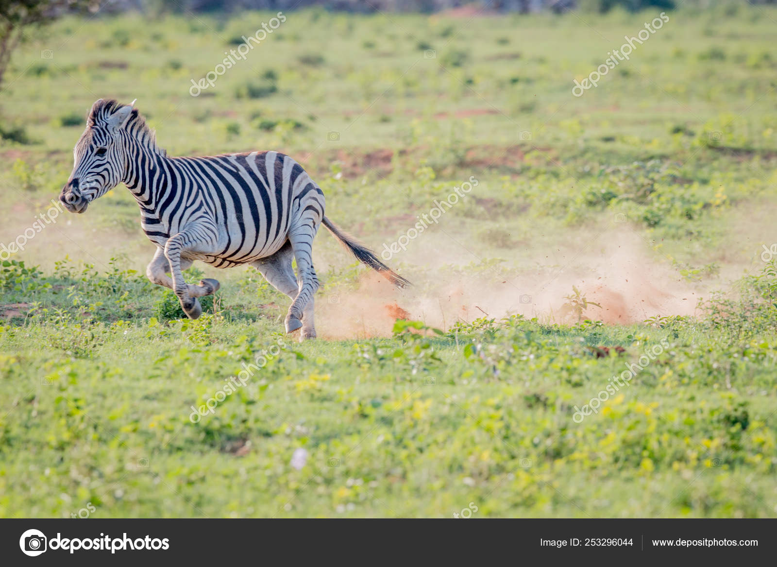 Zebra Running Away