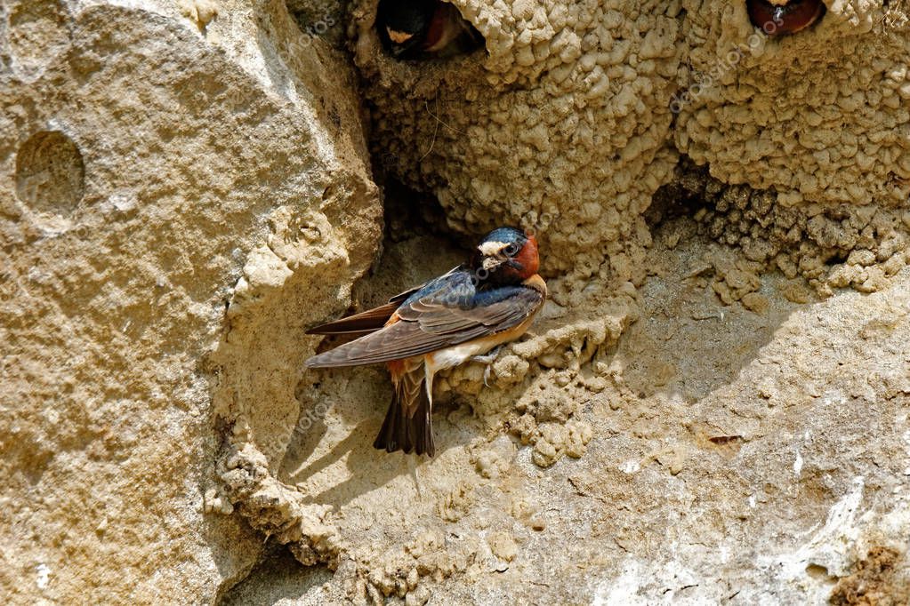Una Golondrina de Acantilado comienza a trabajar en un nido. Estas ...