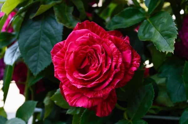 Red Intuition Rose Leaves