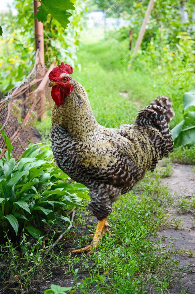 Hermoso gallo caminando en el jardín entre los árboles. Hogares. 2024