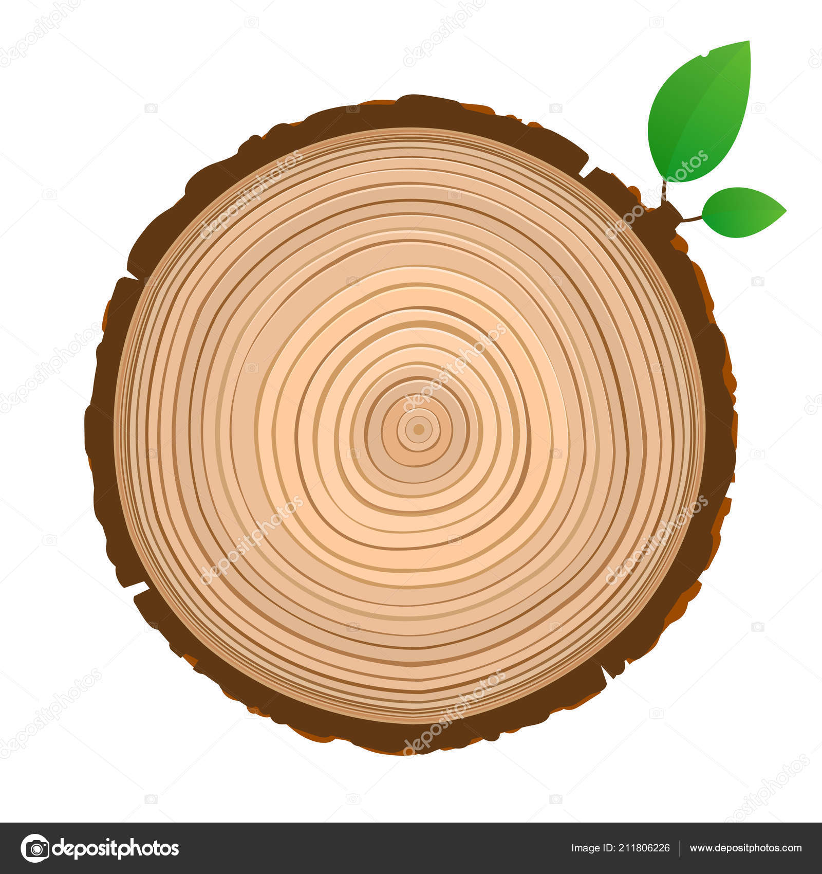 Tree Trunk Rings