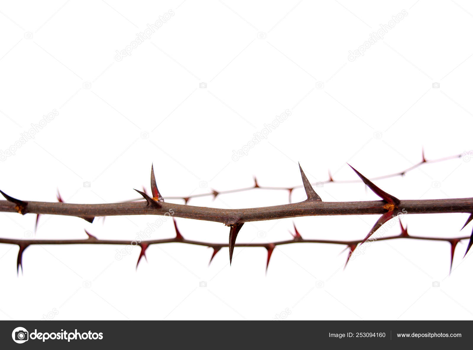 Photo of tree spines on acacia branch isolated on white background ...