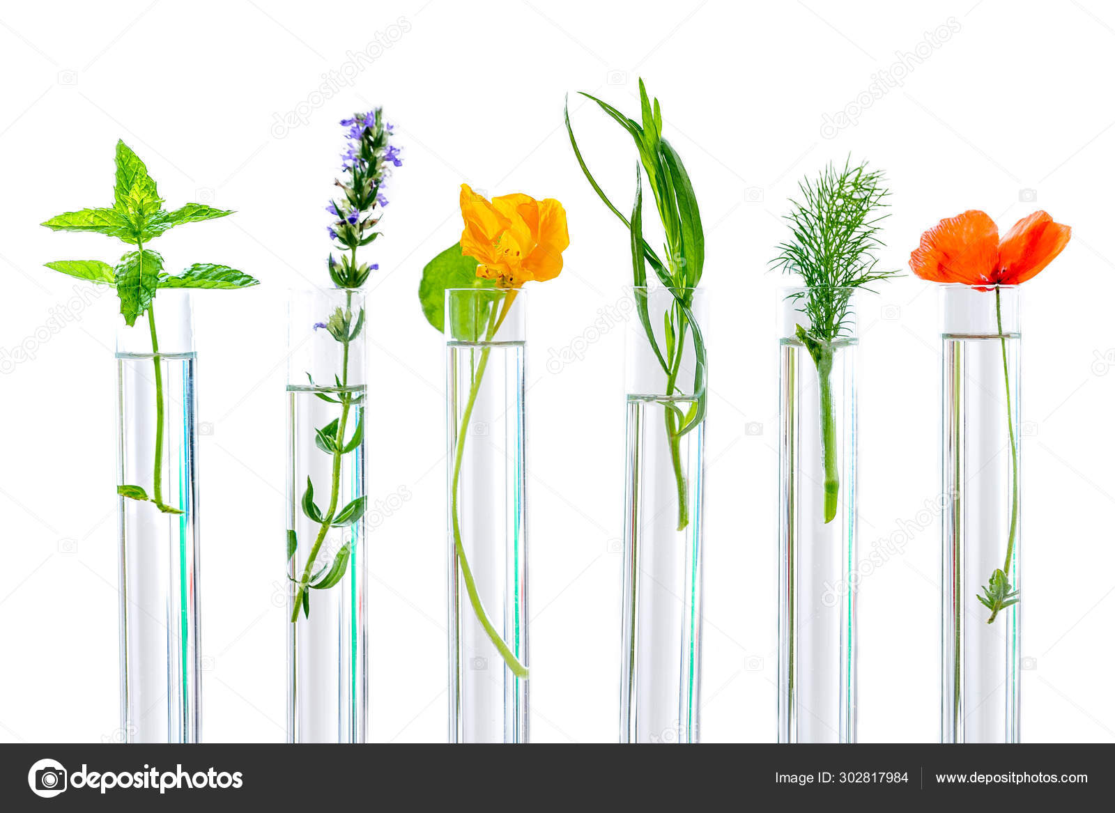 Research Concpt on plants, aromatic herbs and flowers in test tubes ...