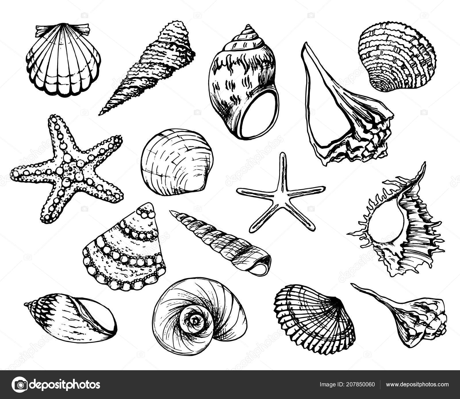 Hand drawn vector illustrations - collection of seashells. Marine set ...