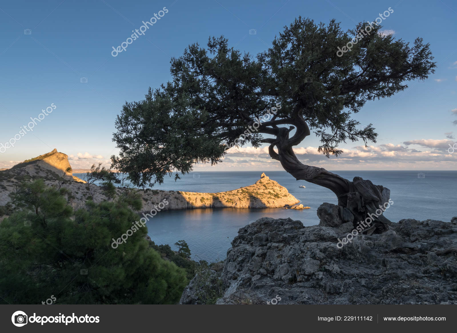 Bonsai Royal Beach — Stock Photo © tilpich.yandex.ru #229111142