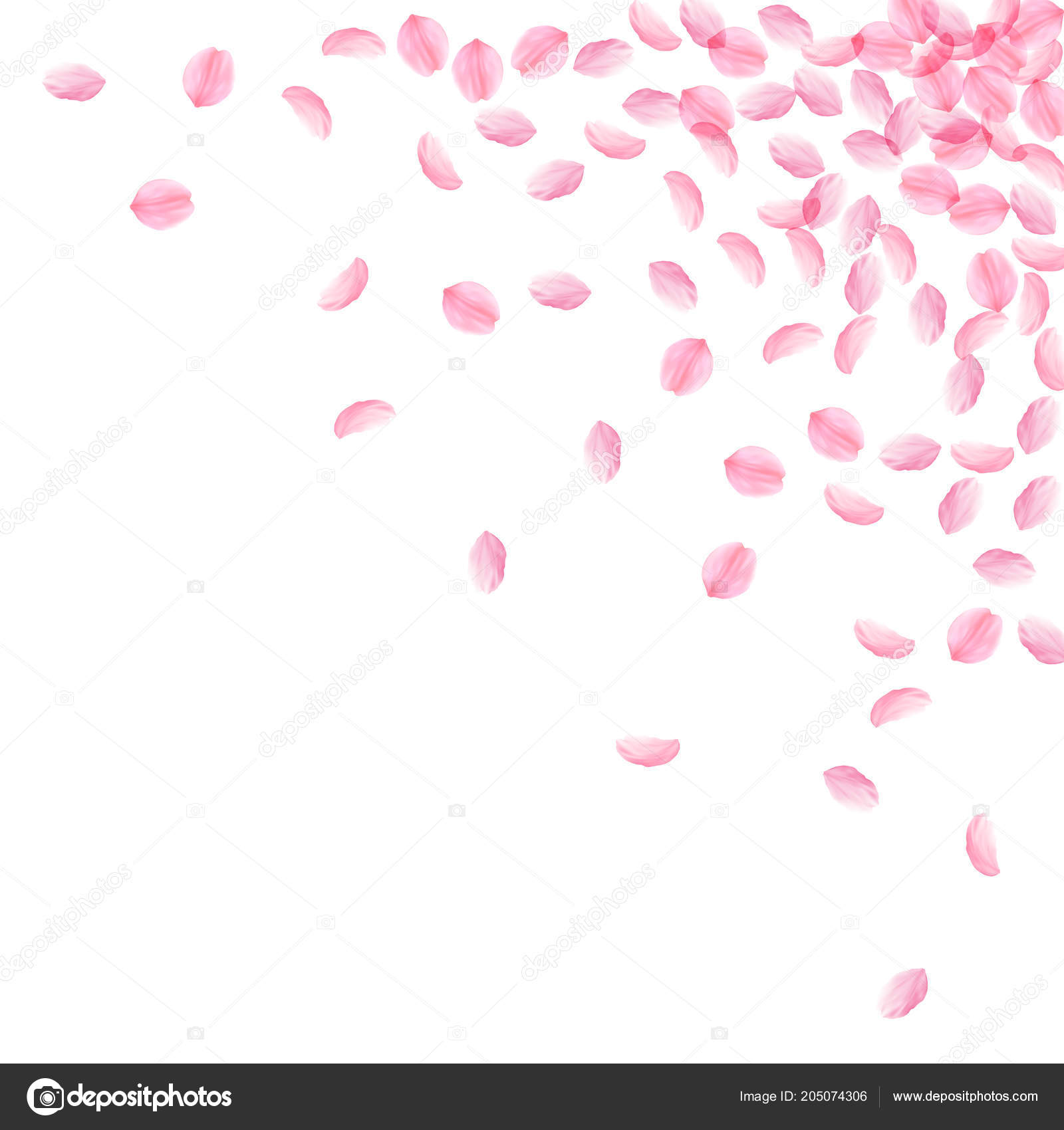 Cherry Blossoms Petals Falling Hd