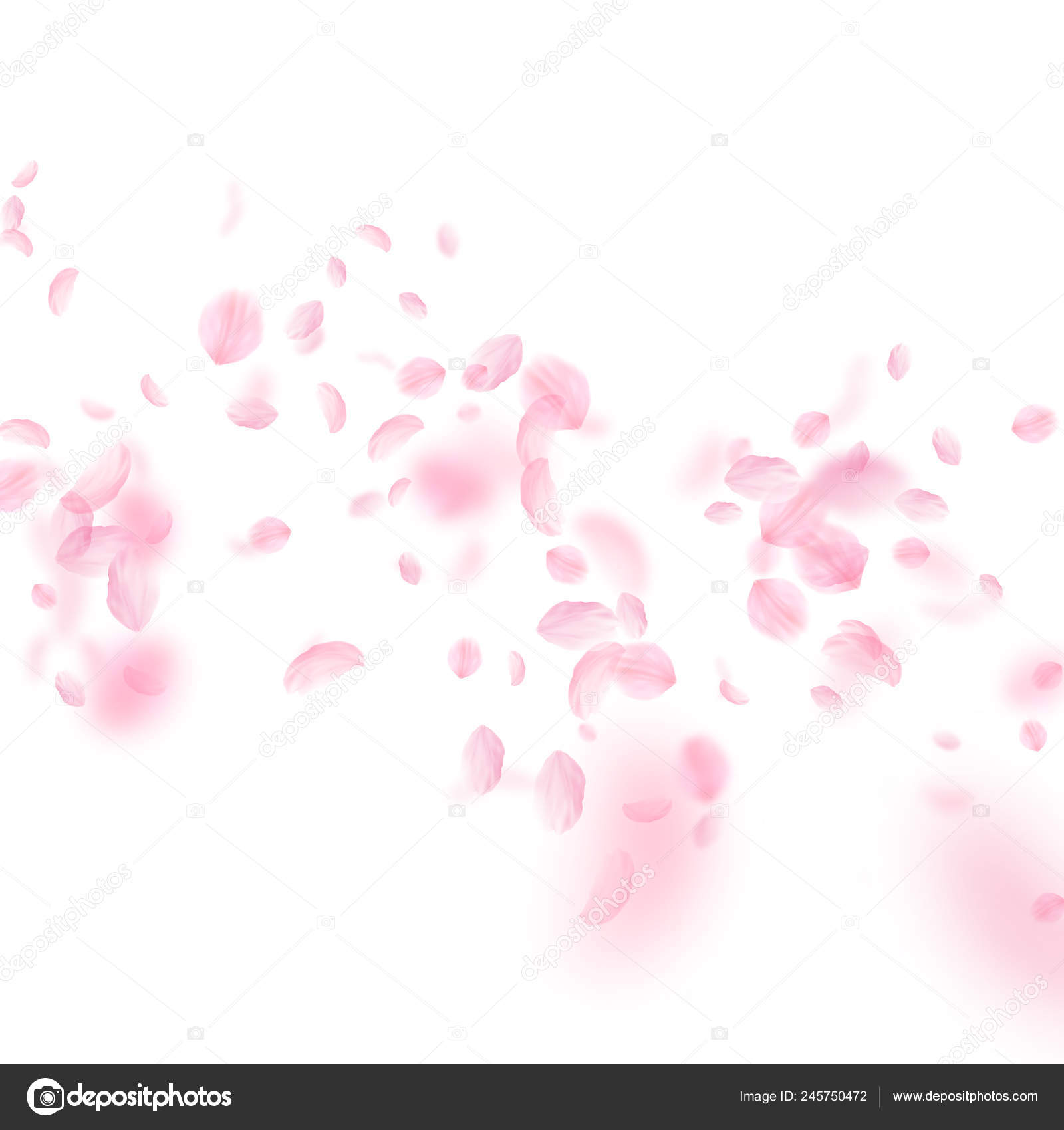 Cherry Blossoms Petals Falling Hd