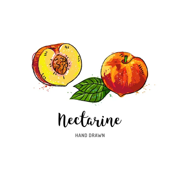 44 Watercolor nectarine Vector Images, Watercolor nectarine ...