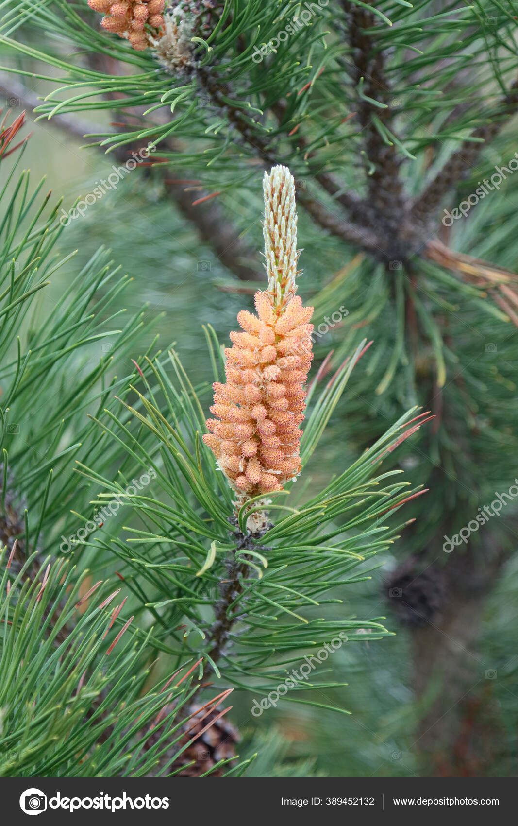 Summer Flowering Spruce Tree Branches Floral Background — Stock Photo ...