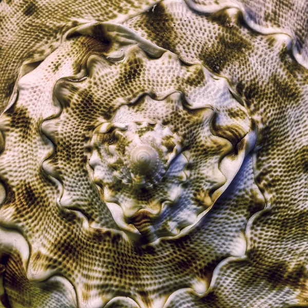 Conch Spiral Stock Photo by ©j_markow 5075173