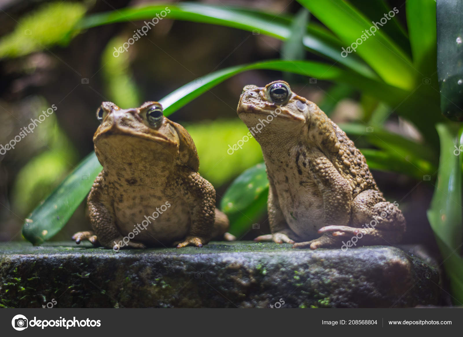 Two Cane Toads Giant Neotropical Toads Standing Aquarium Berlin Germany ...