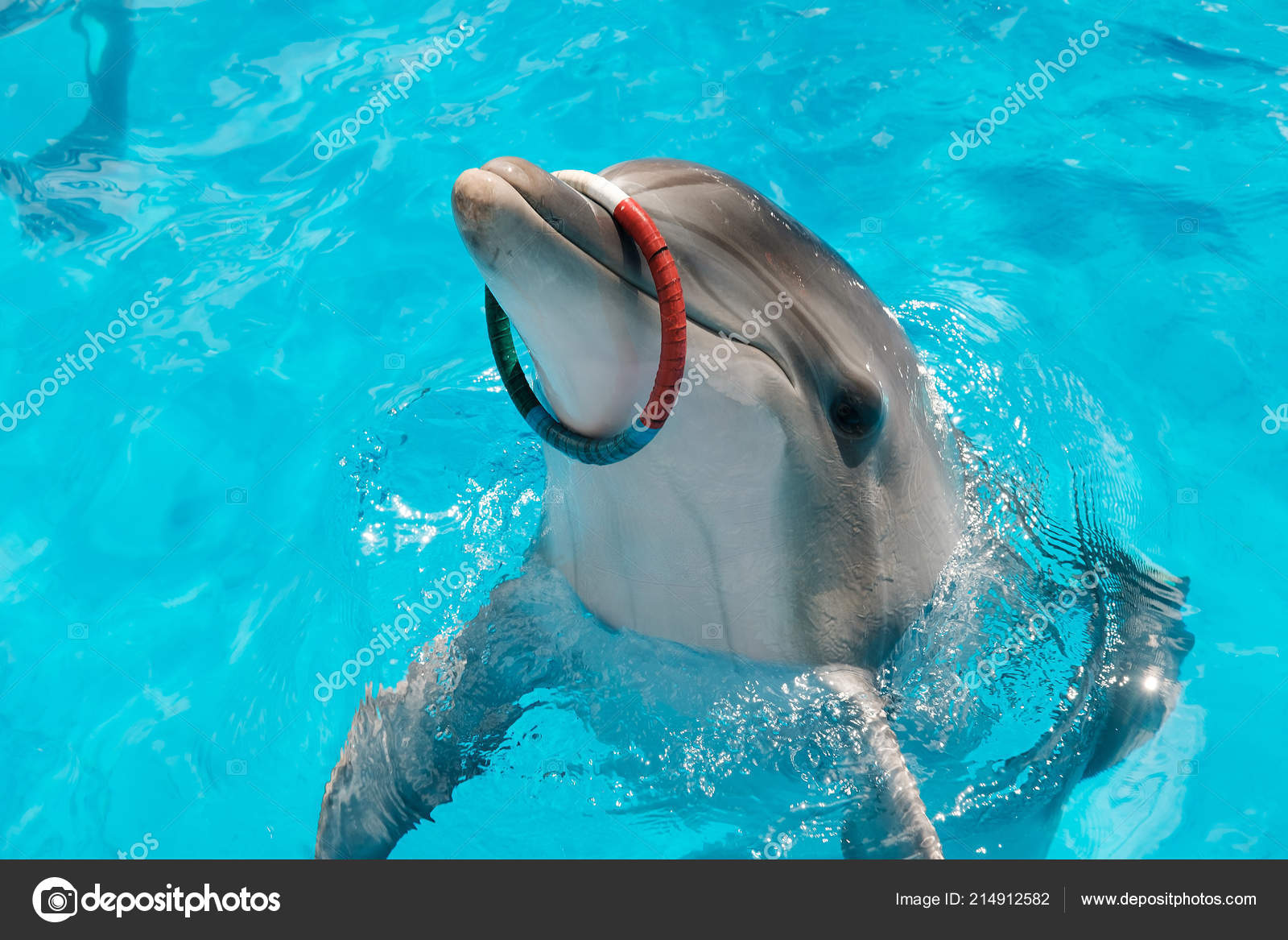 Happy Smiling Bottlenose Dolphins Playing Colorful Ring Blue Water ...