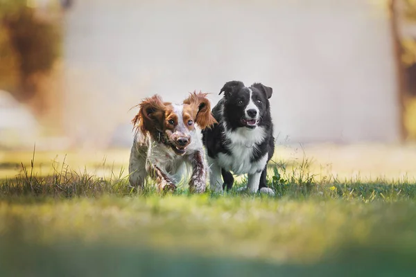 How Do Border Collie Hunt