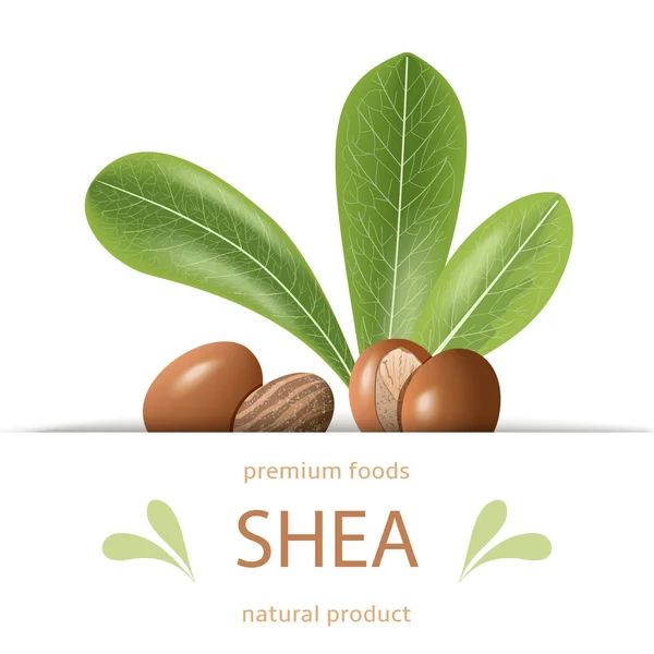 Shea nut Vector Images | Depositphotos